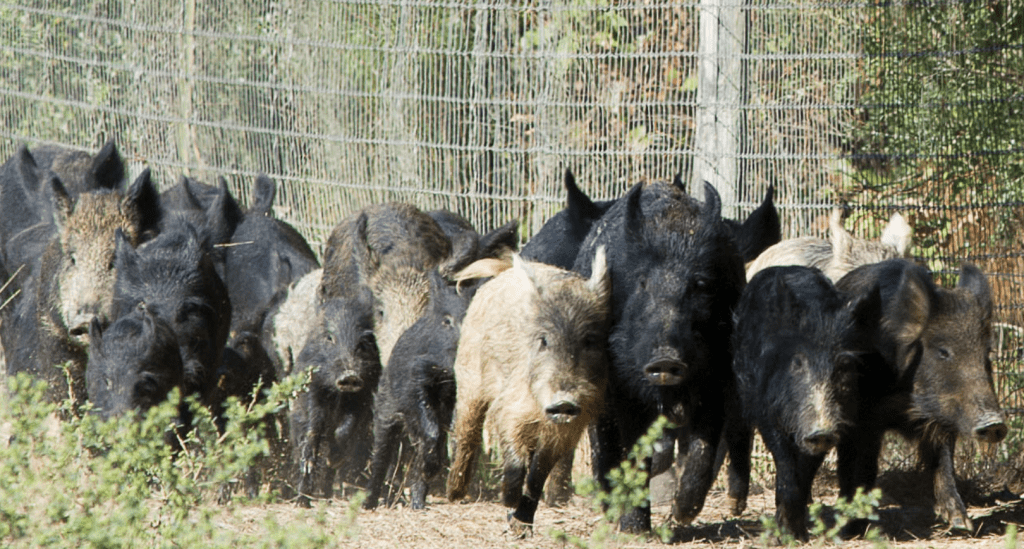 Damage Caused by Feral Hogs | Facts - Helicopter Pig Hunting