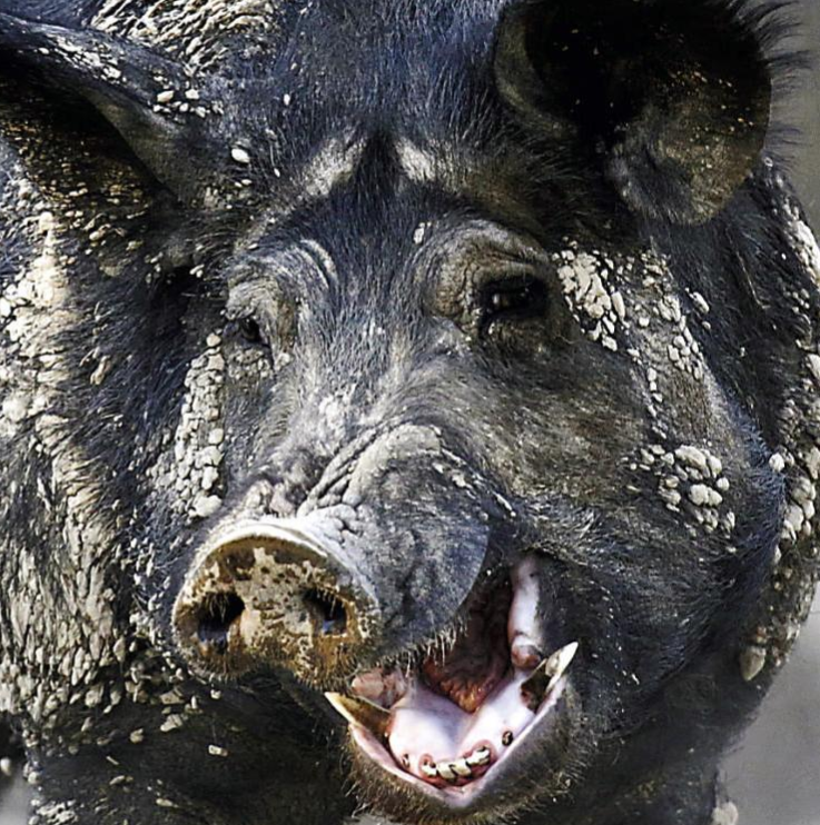 Damage Caused by Feral Hogs | Facts - Helicopter Pig Hunting