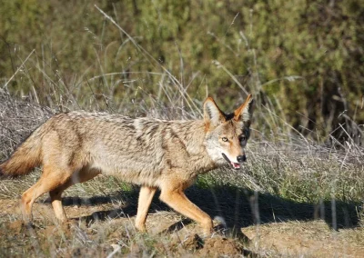 Predator Hunts - Helicopter Pig Hunting